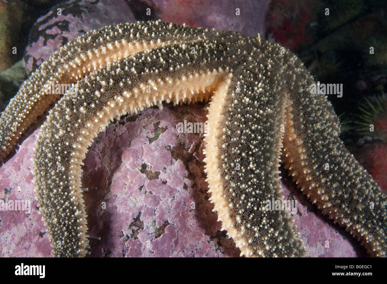 Sea star hi-res stock photography and images - Alamy