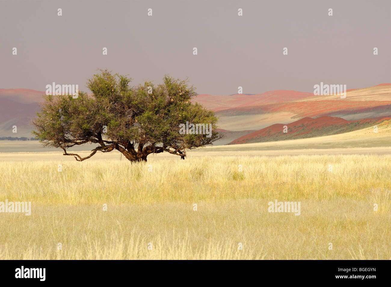 Landscape with an African Acacia tree (Acacia erioloba), Sossusvlei ...