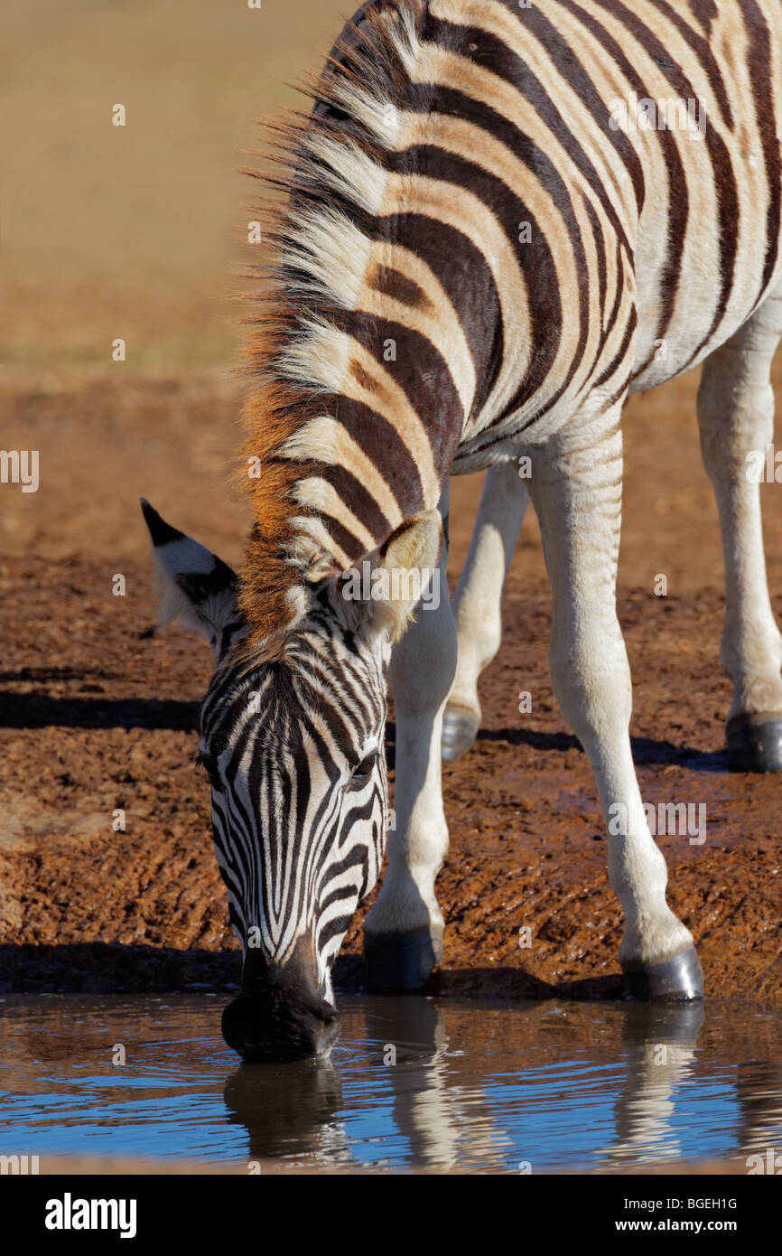 Zebra Drinking Water Drawing