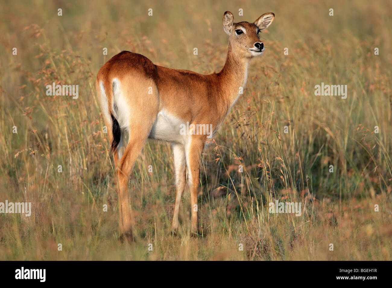 Female lechwe hi-res stock photography and images - Alamy