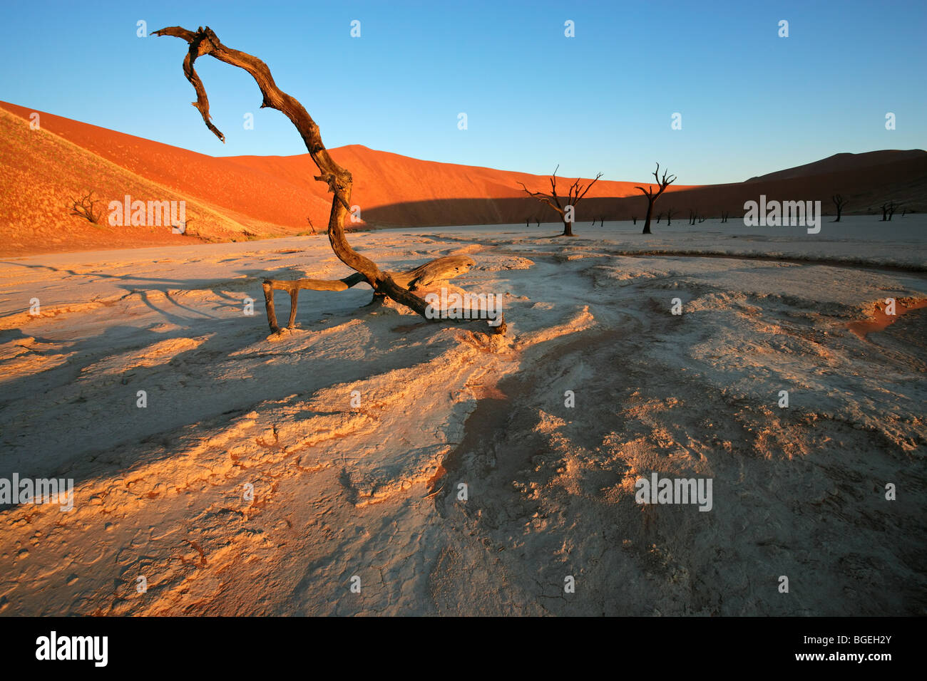 Dead Acacia tree against a red sand dune and blue sky, Sossusvlei ...