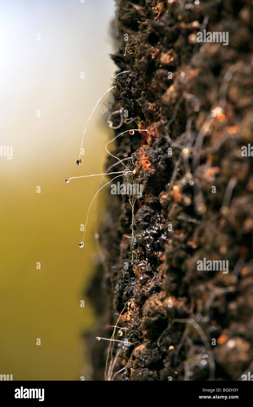 Black Beech Tree with female scale insect waxy filaments protruding ...