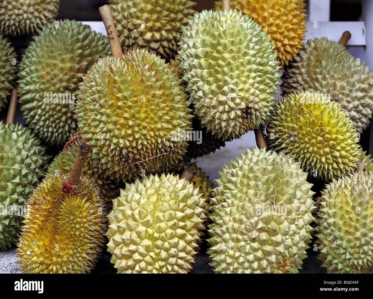 Spiny durian hi-res stock photography and images - Alamy