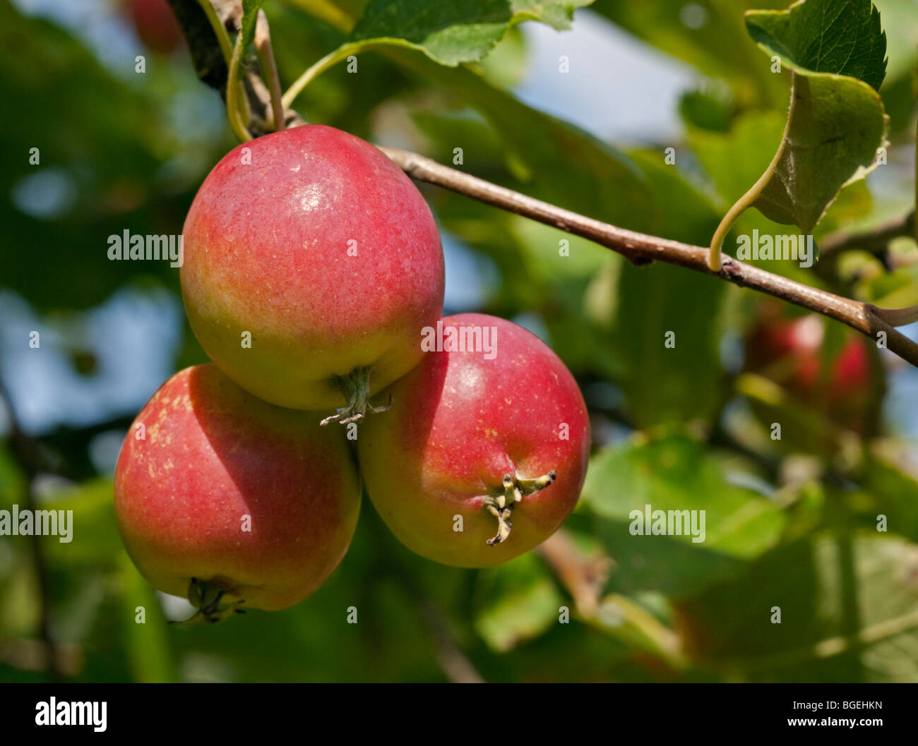 Malus Dartmouth fruit (ornamental Crab Apple Stock Photo - Alamy