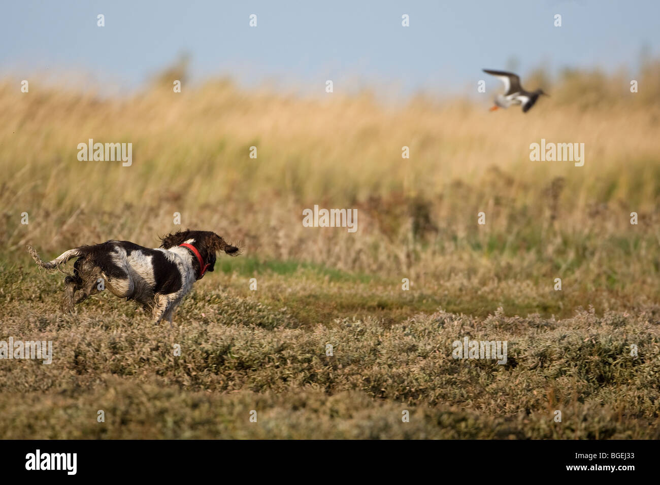 Flushing birds hi-res stock photography and images - Alamy