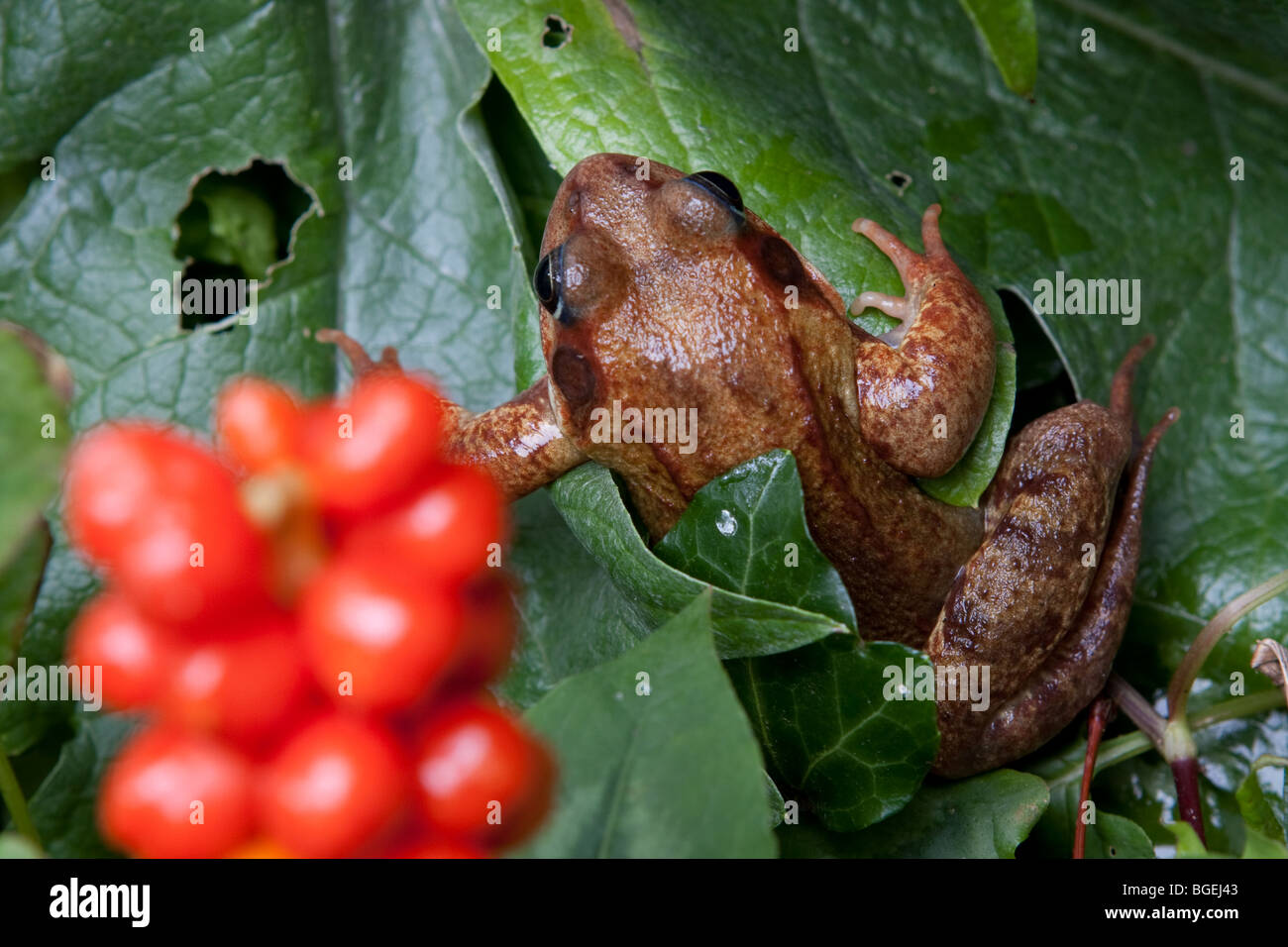 Garden Frog UK England Stock Photo - Alamy