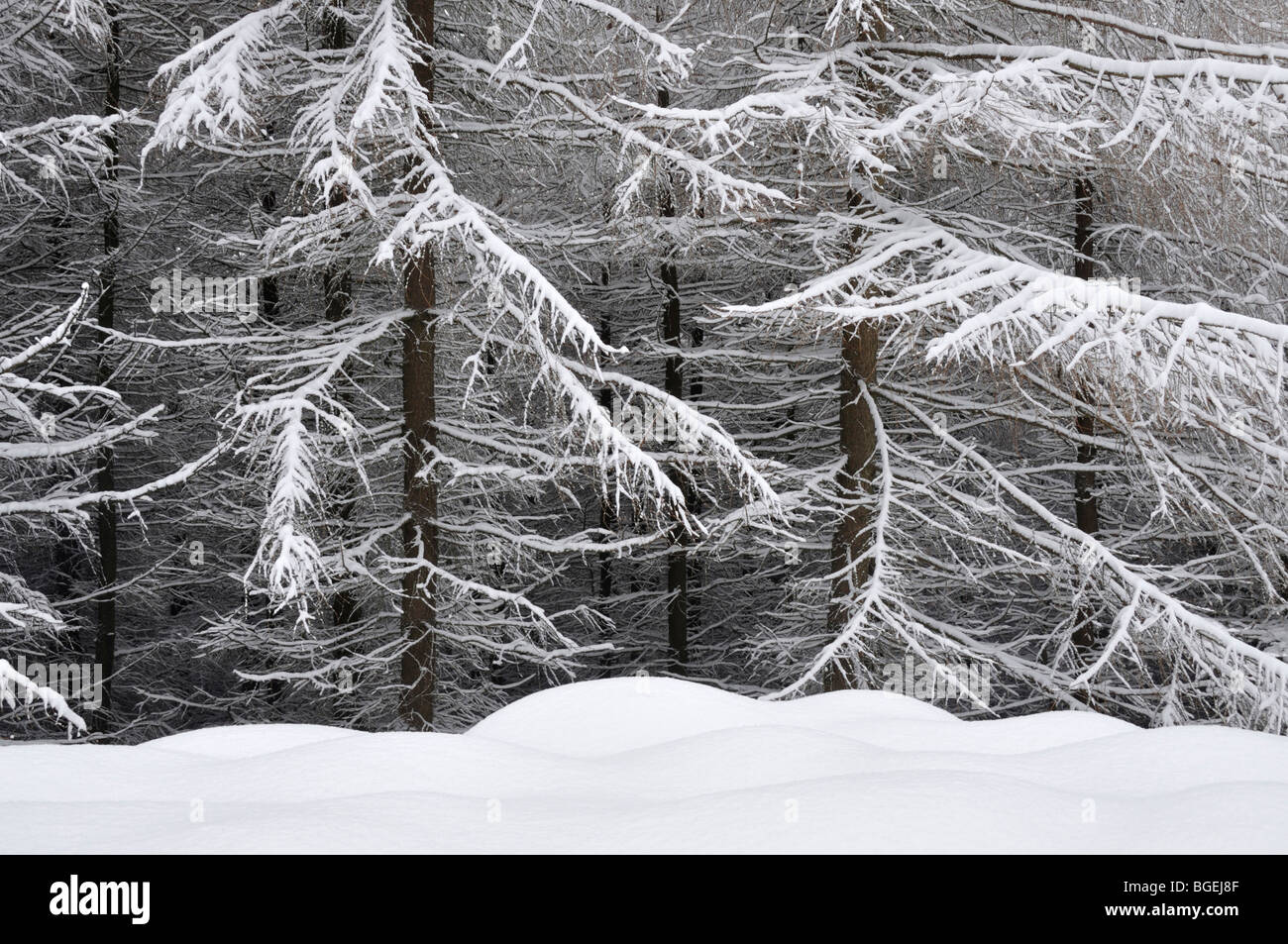 Tree branches scotland trees hi-res stock photography and images - Alamy