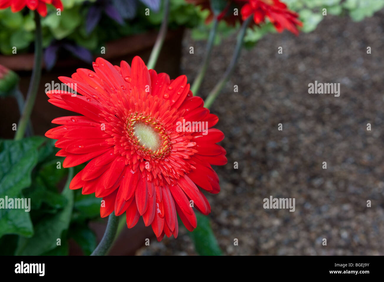 Red Gerbera Hybrid Stock Photo - Alamy