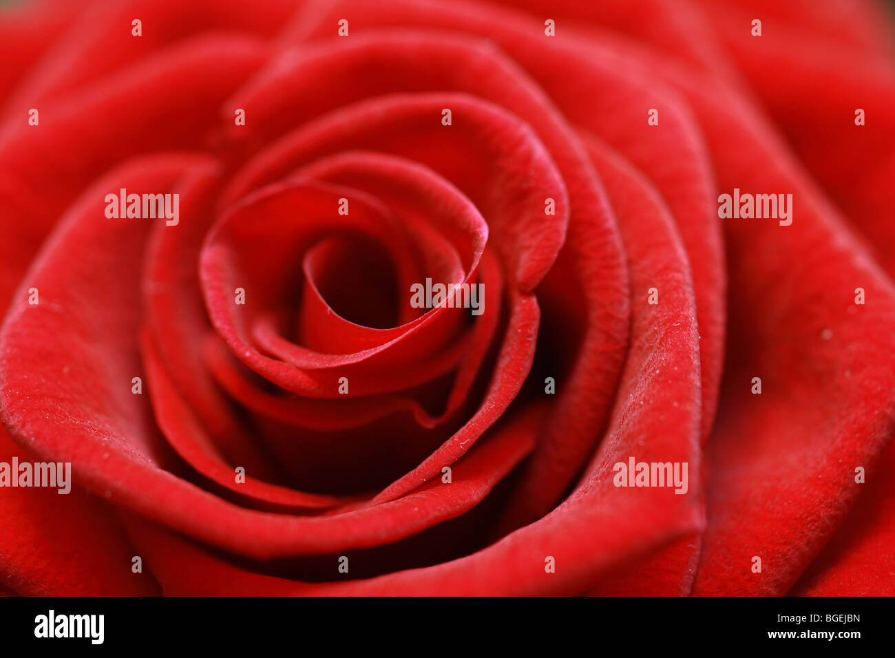 Velvet rose hi-res stock photography and images - Alamy