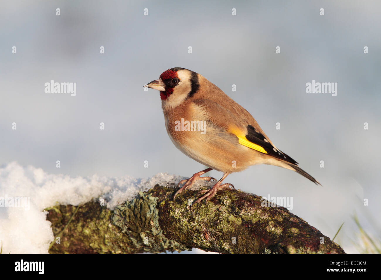 European goldfinch hi-res stock photography and images - Alamy