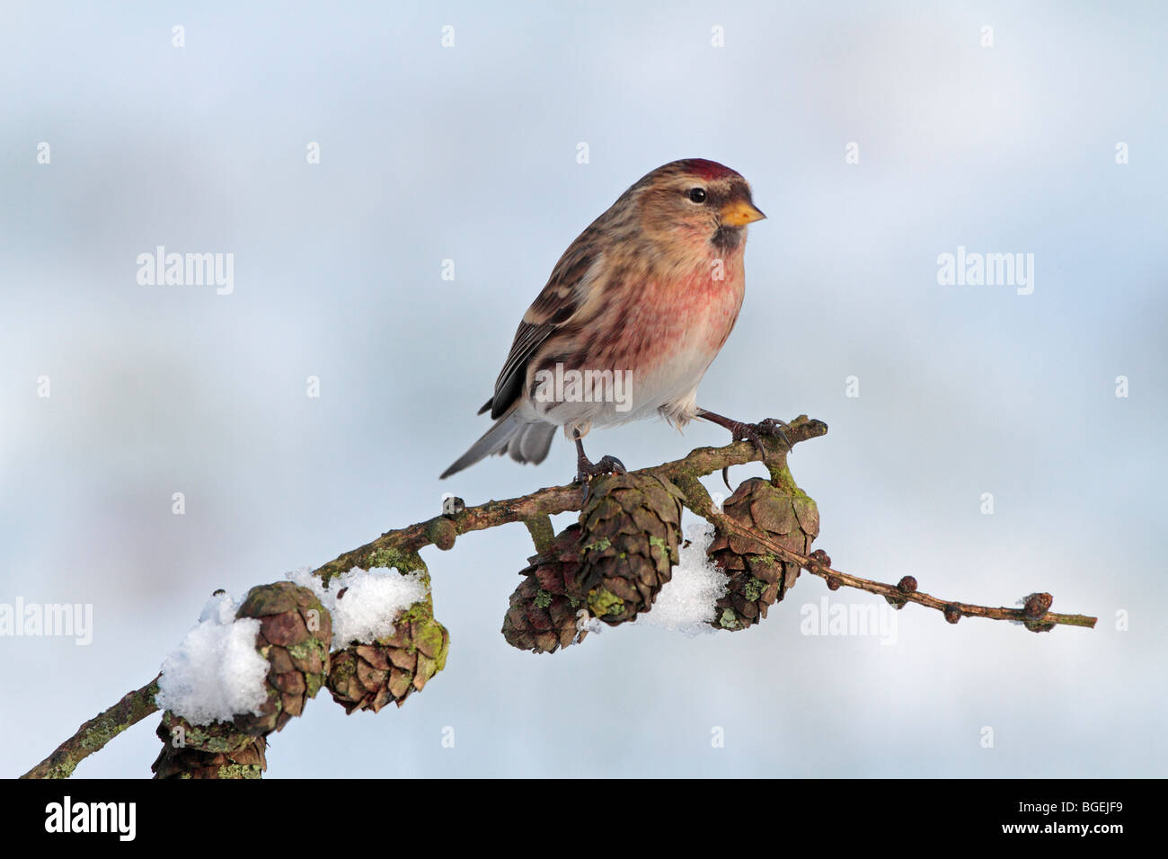 Larch cones in winter hi-res stock photography and images - Alamy
