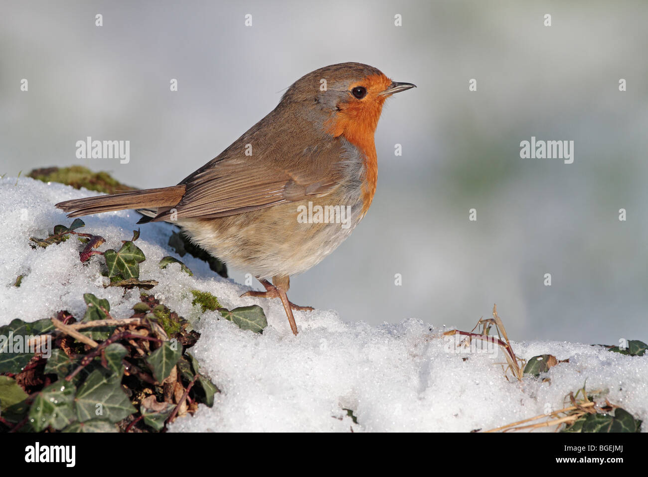 Robin in snow hi-res stock photography and images - Alamy