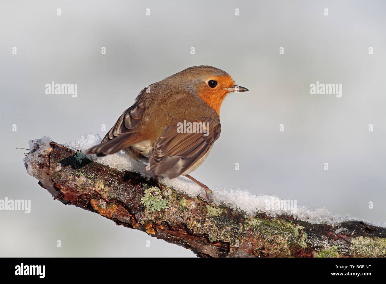 European Robin in snow Stock Photo - Alamy