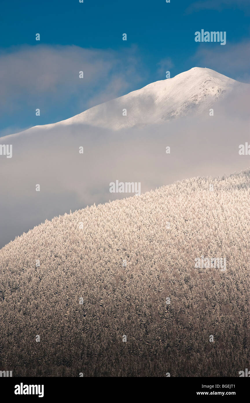 Simple snowy forest texture in hi-res stock photography and images - Alamy