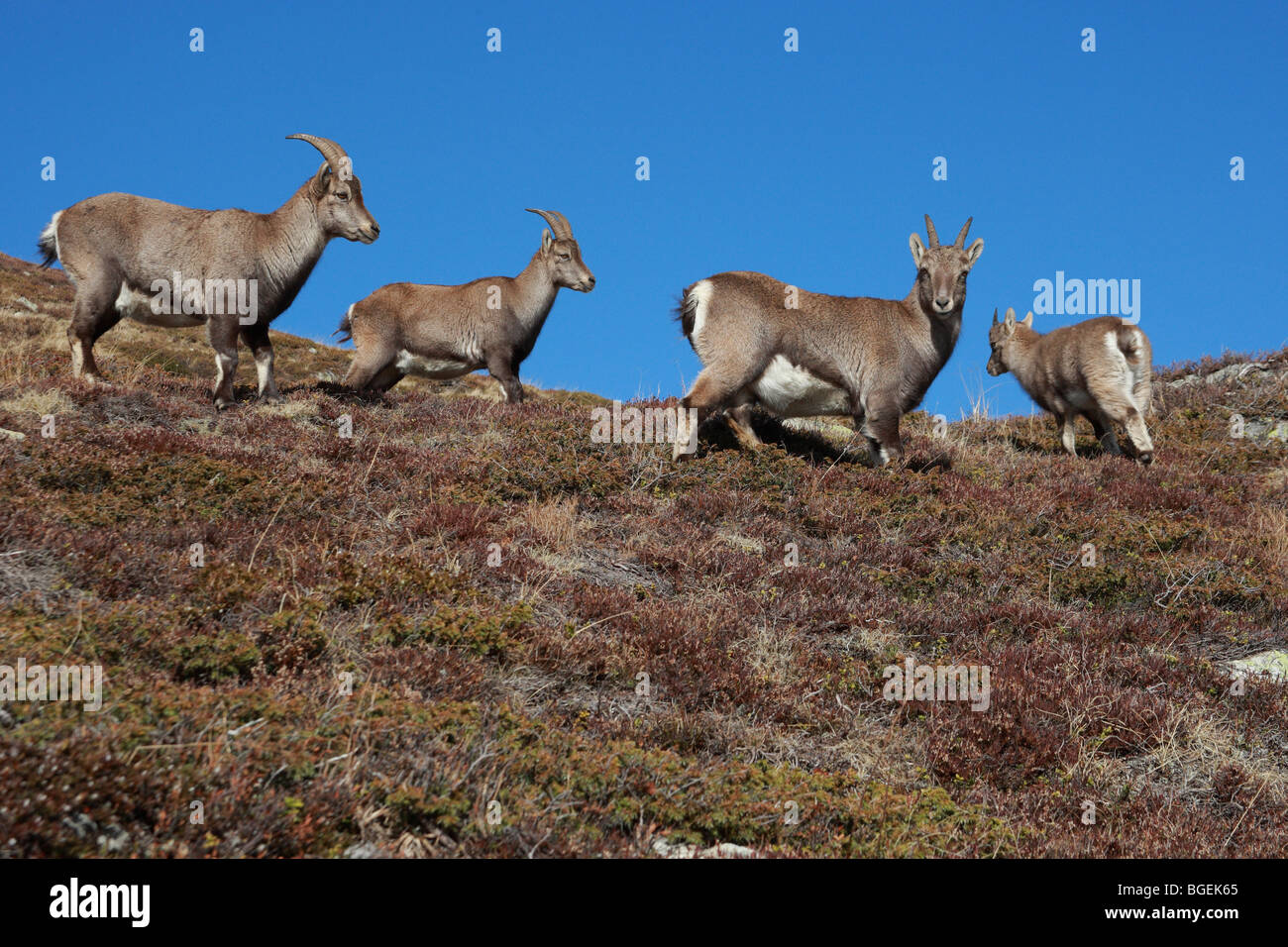 Capra ibex, Alpine ibex, females with youngs, Swiss Alps Stock Photo ...
