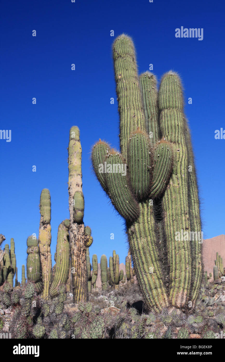 cactus, Tilcara, Northern Argentina Stock Photo - Alamy