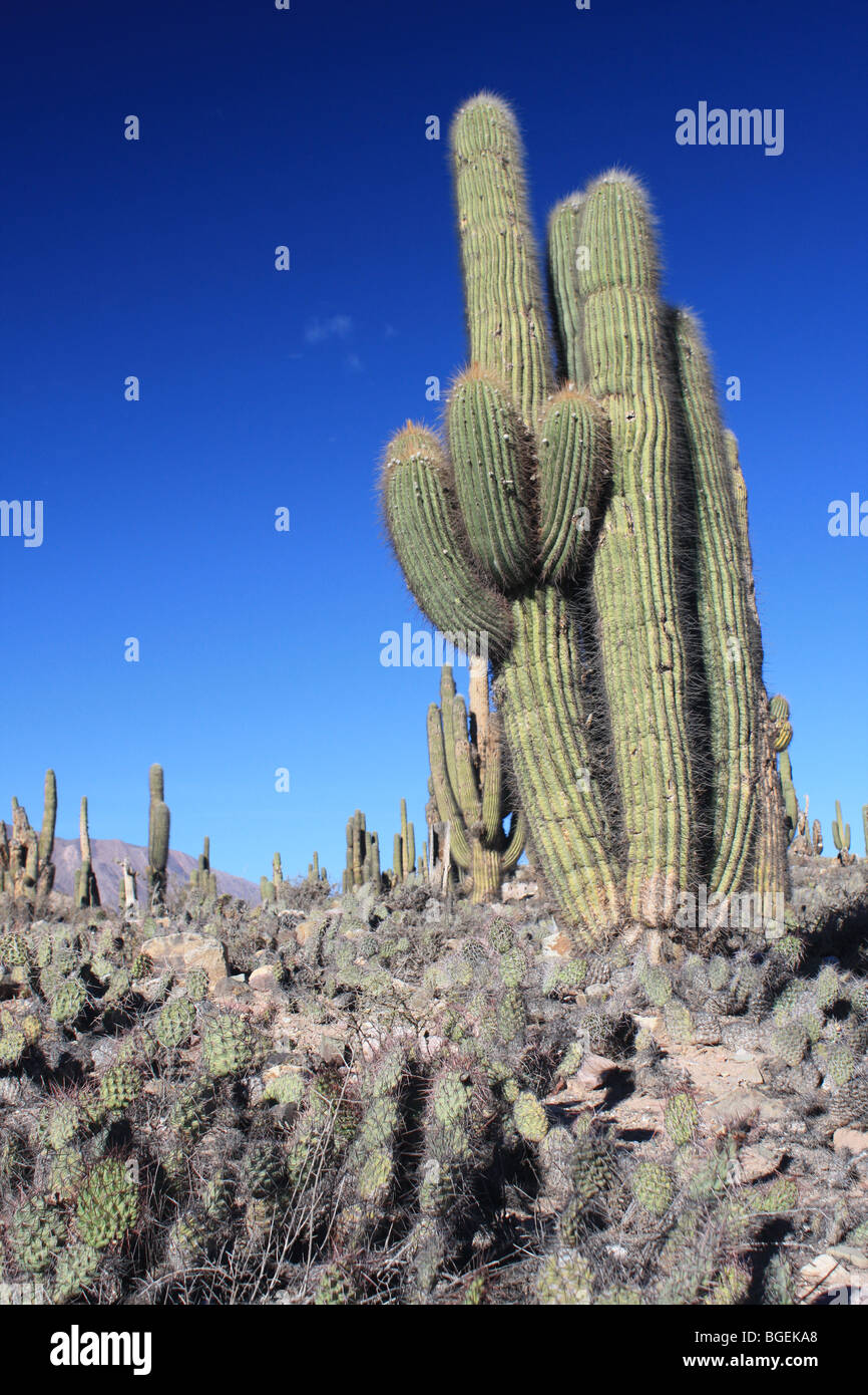 cactus, Tilcara, Northern Argentina Stock Photo - Alamy