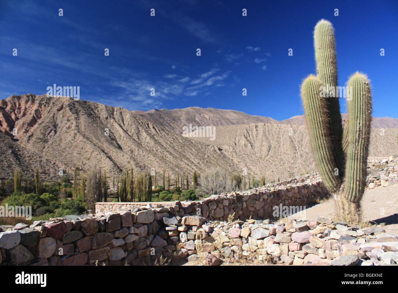 cactus, Tilcara, Northern Argentina Stock Photo - Alamy