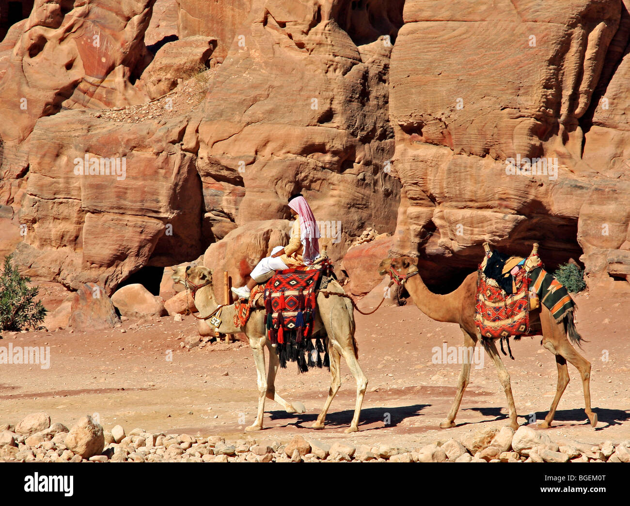 Arabic camel hi-res stock photography and images - Alamy