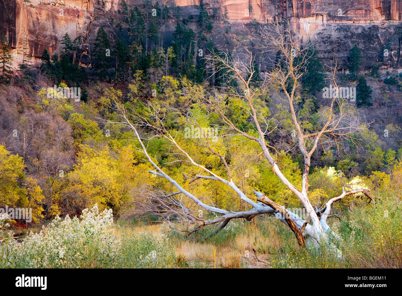 Zion national park autumn reflections hi-res stock photography and ...