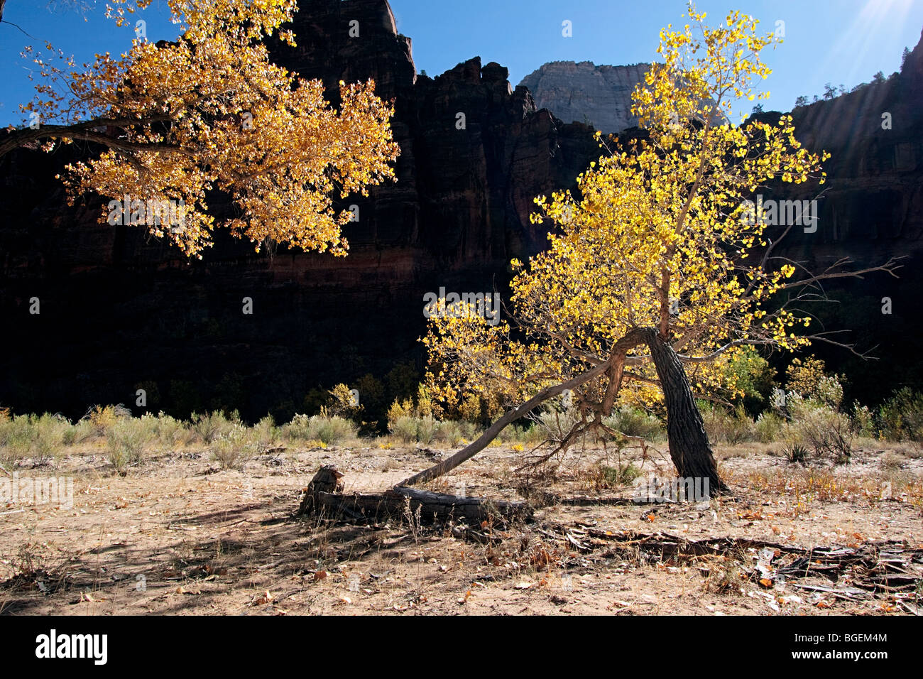 Zion national park autumn reflections hi-res stock photography and ...