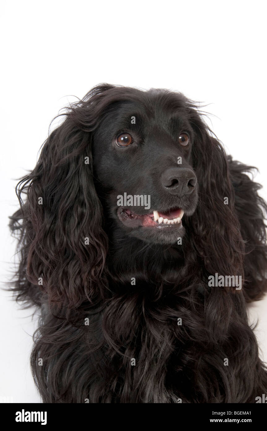 Black cocker spaniel hi-res stock photography and images - Alamy
