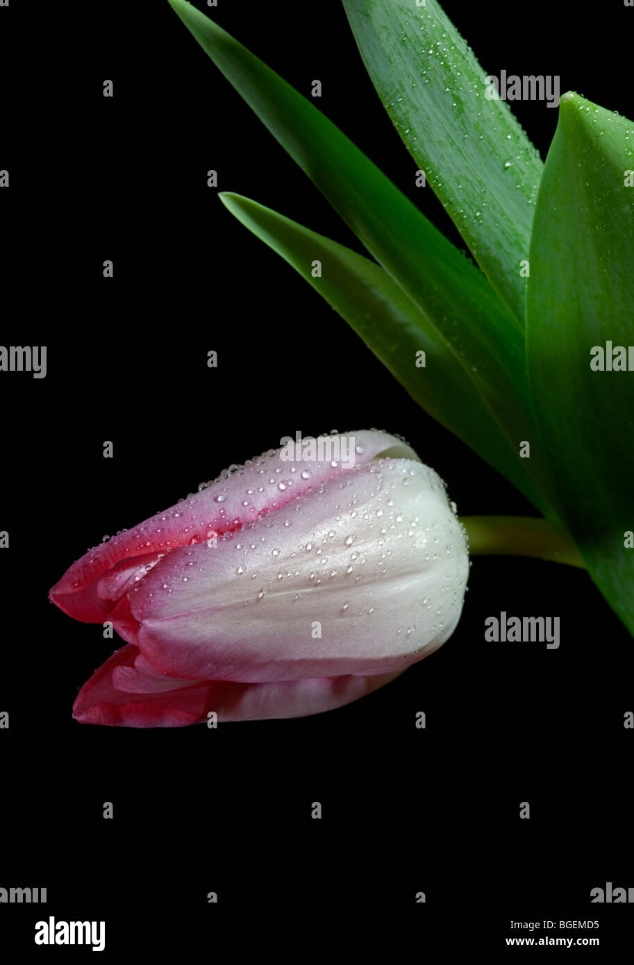 Pink flowers dutch tulips Cut Out Stock Images & Pictures - Alamy