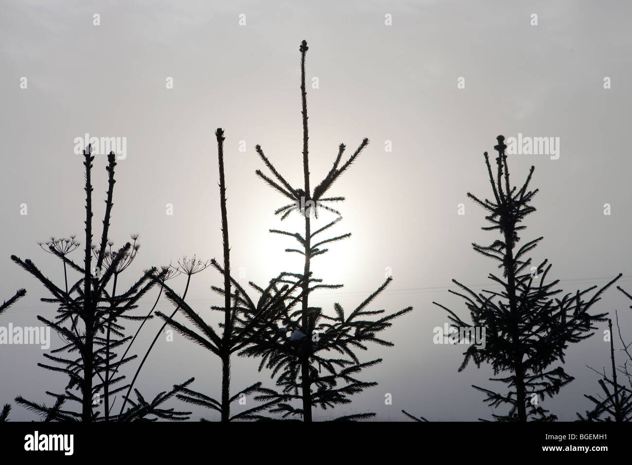 Weak trees hi-res stock photography and images - Alamy