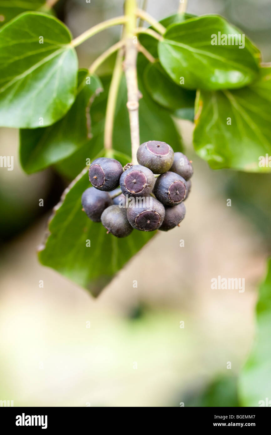English ivy fruits hedera helix hi-res stock photography and images - Alamy
