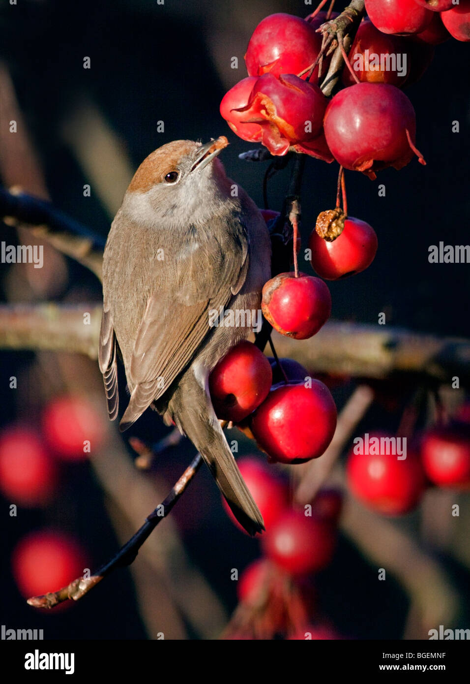 Female Blackcap (sylvia atricapilla) feeding on Malus Red Sentinel ...