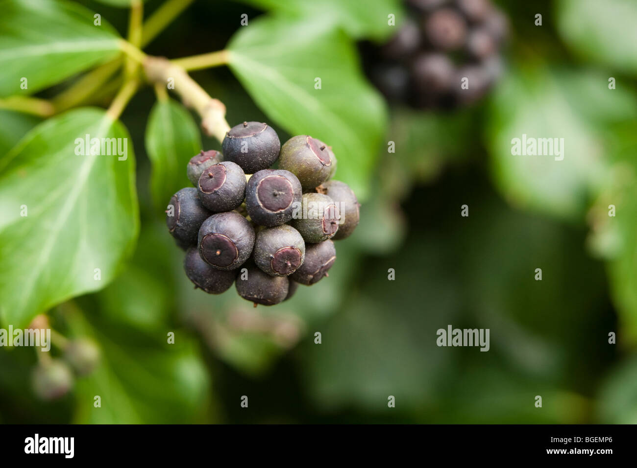 English ivy fruits hedera helix hi-res stock photography and images - Alamy