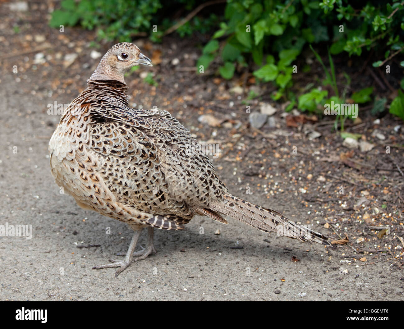 Female common pheasant hen hi-res stock photography and images - Alamy