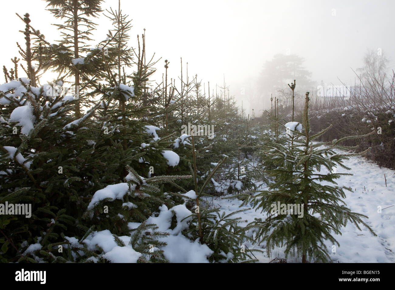 Weak trees hi-res stock photography and images - Alamy