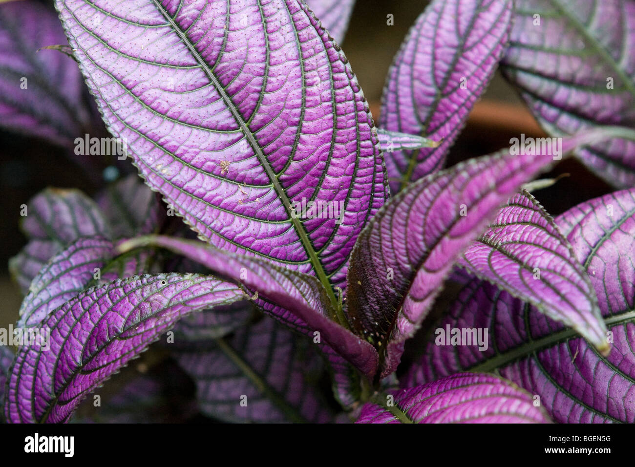 Strobilanthes dyerianus (Persian shield Stock Photo - Alamy
