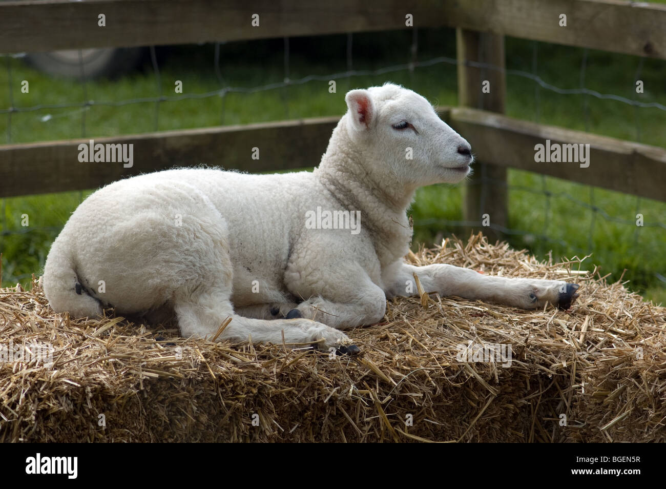 Lamb lying down hi-res stock photography and images - Alamy