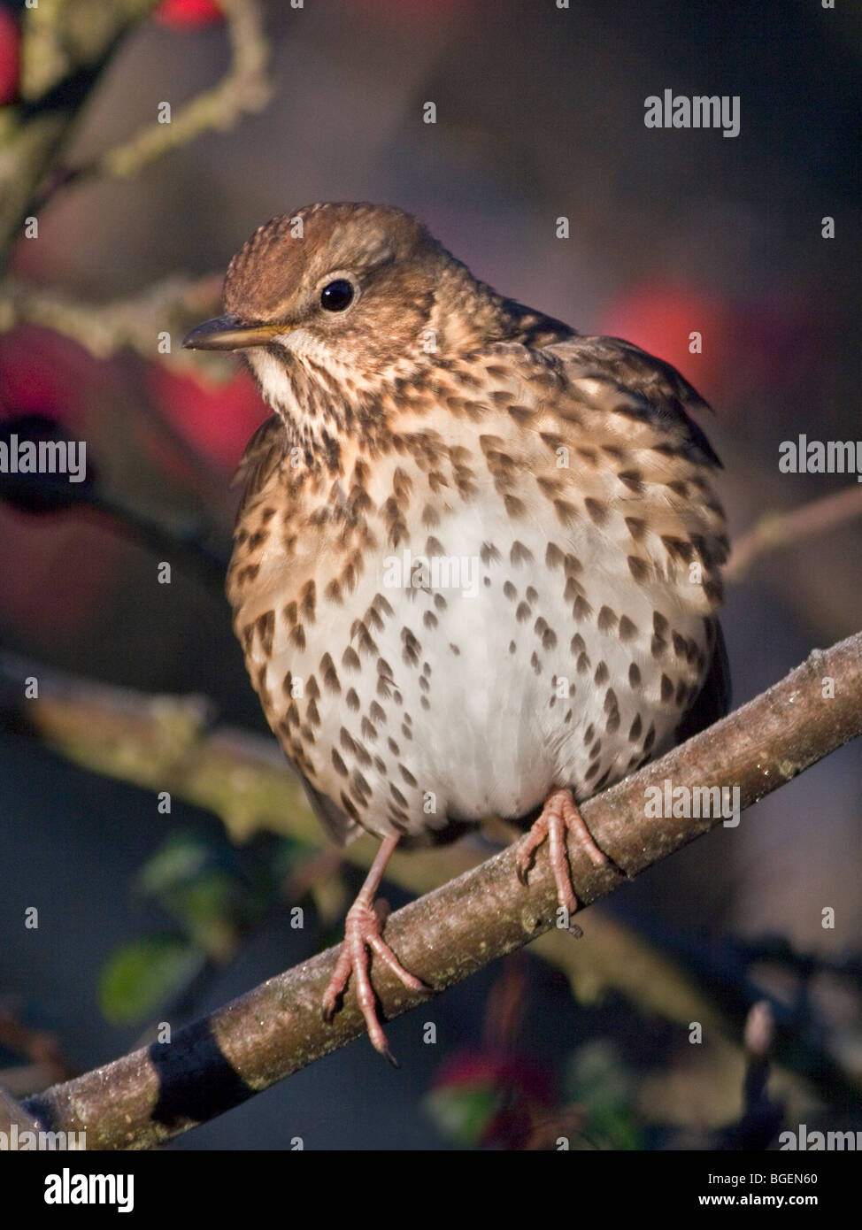 Song thrushes hi-res stock photography and images - Alamy