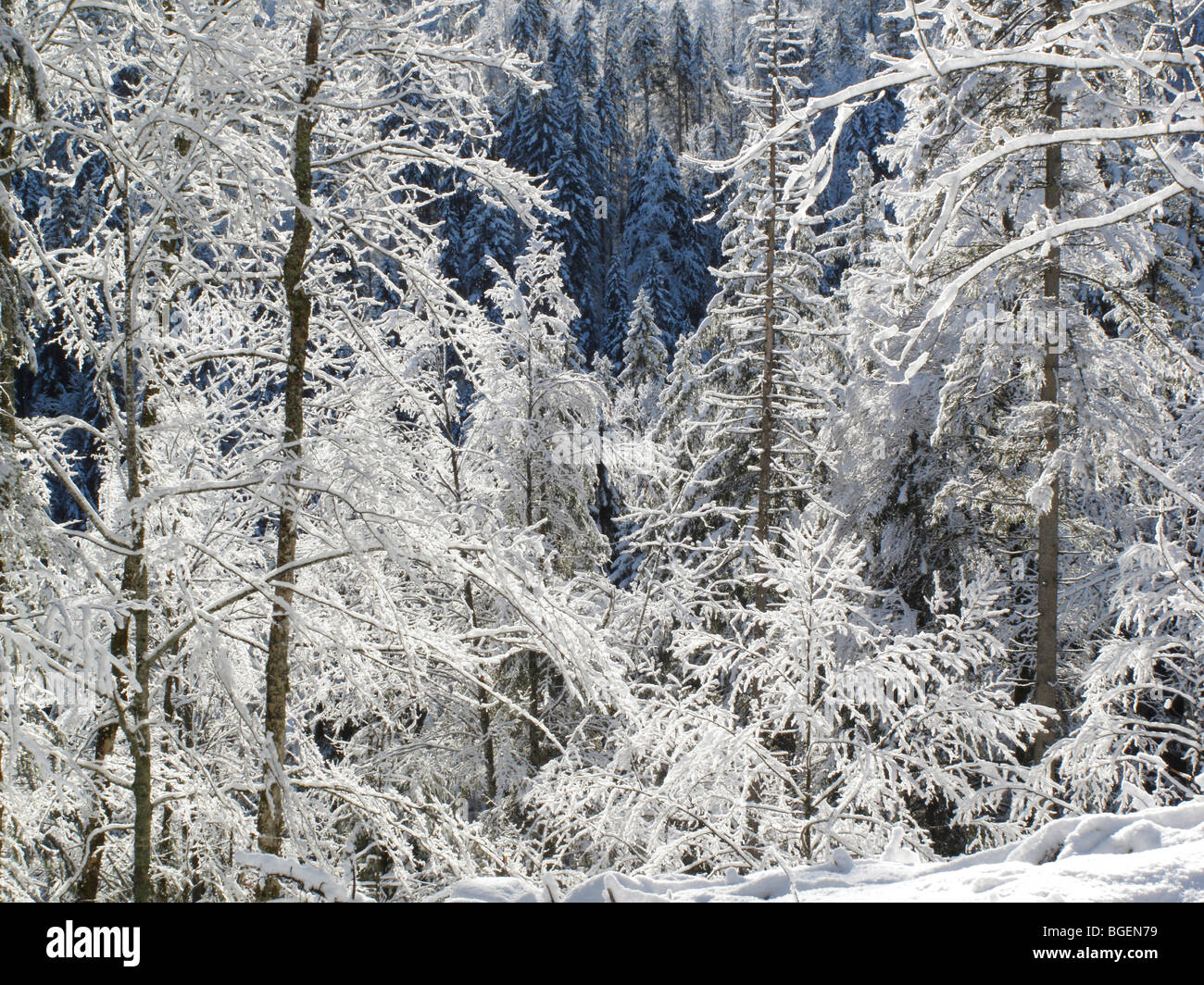 Frost Art High Resolution Stock Photography and Images - Alamy