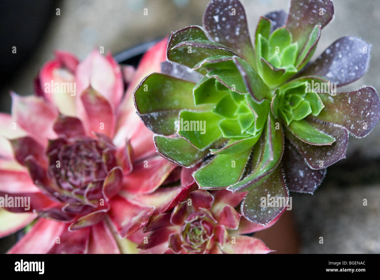 Left Sempervivum hybrid, right Aeonium hybrid Stock Photo - Alamy