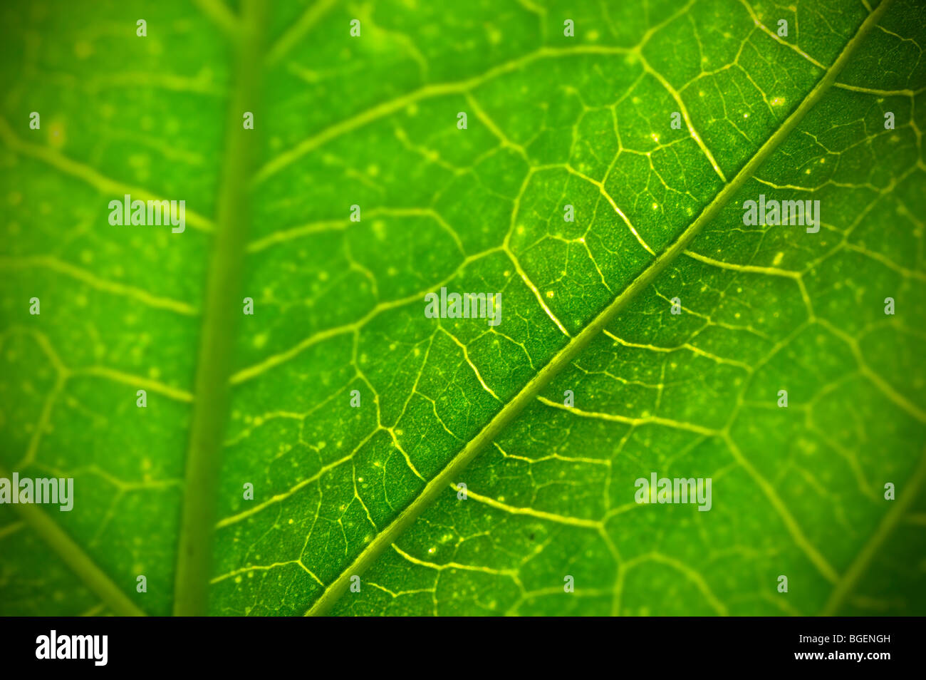 Green Leaf Detail Stock Photo - Alamy