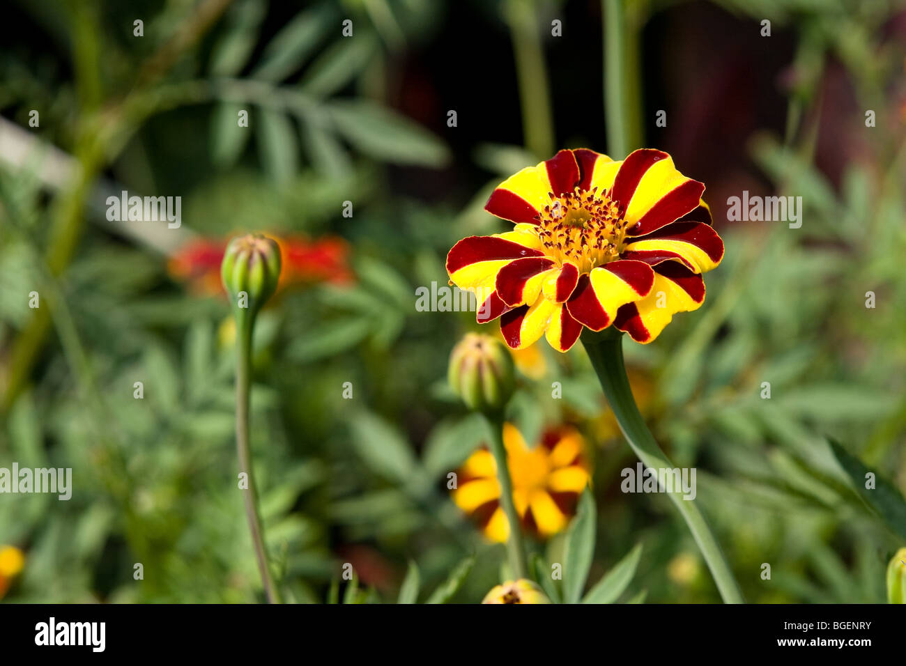 Jolly Jester Marigold Stock Photo - Alamy