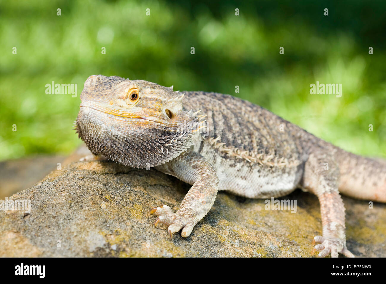 Pogona vitticeps hi-res stock photography and images - Alamy