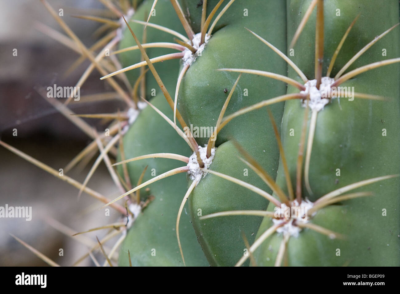 Trichocereus species hi-res stock photography and images - Alamy