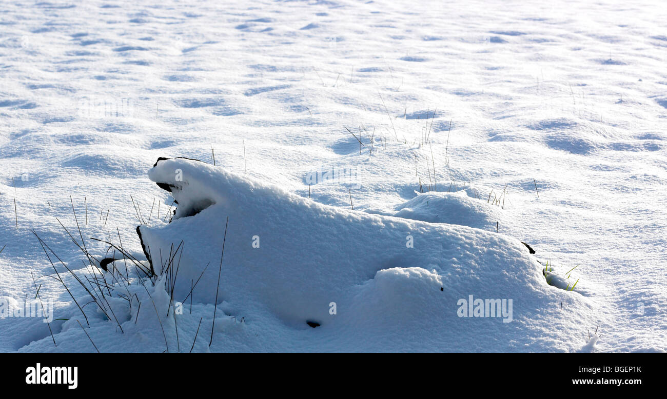 Snow covered log Stock Photo - Alamy