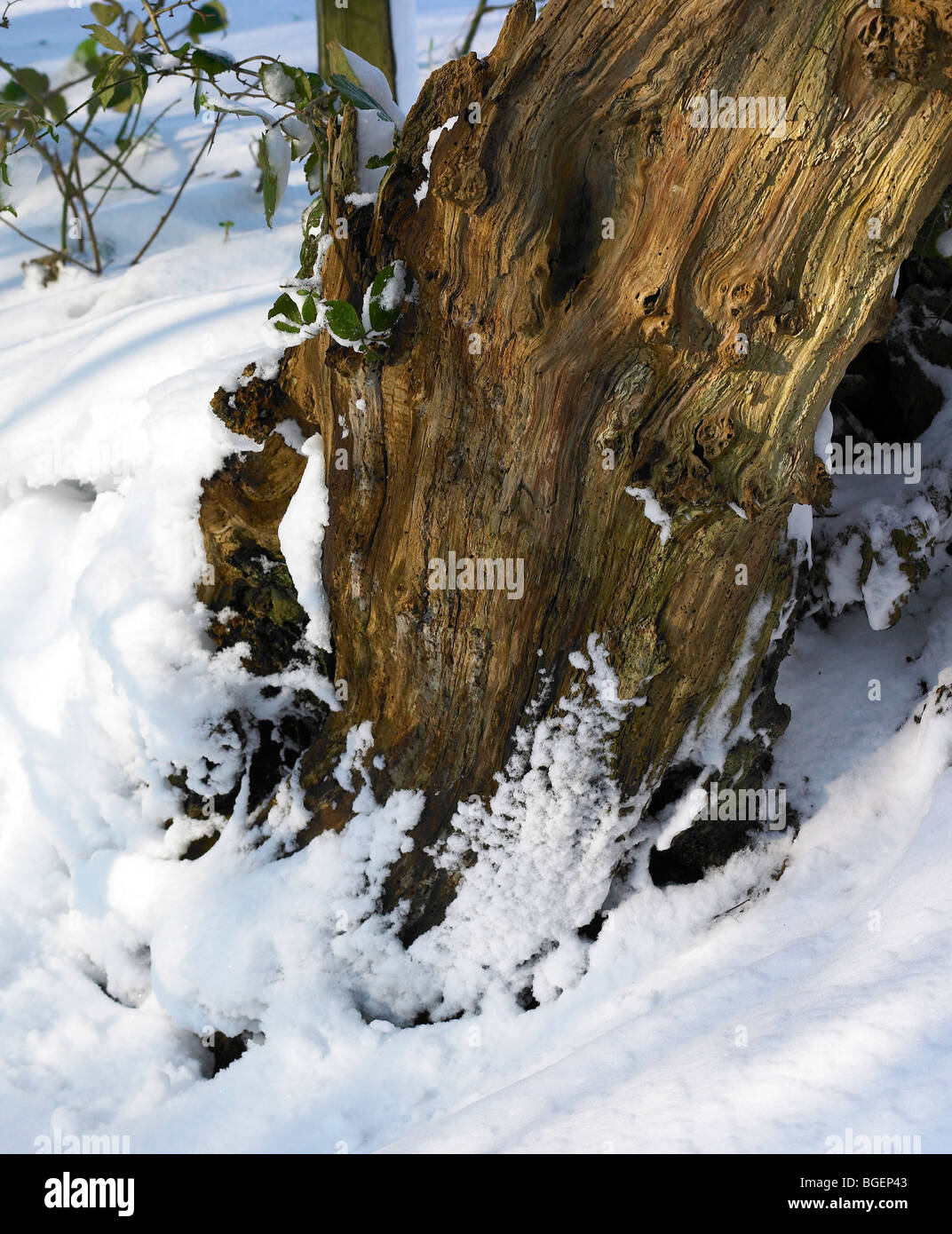 Tree knots hi-res stock photography and images - Alamy