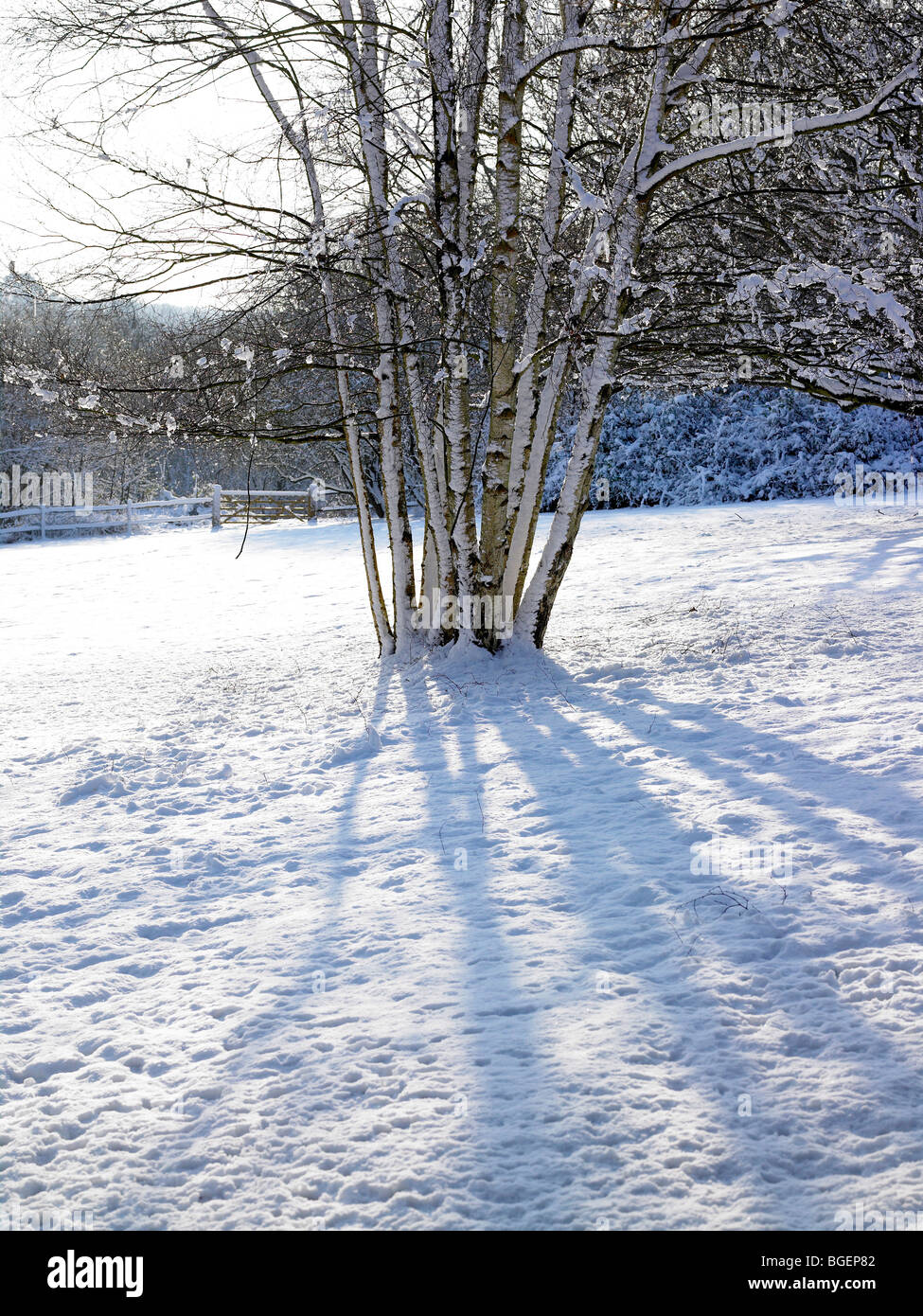 A group of silver birches in the snow Stock Photo - Alamy