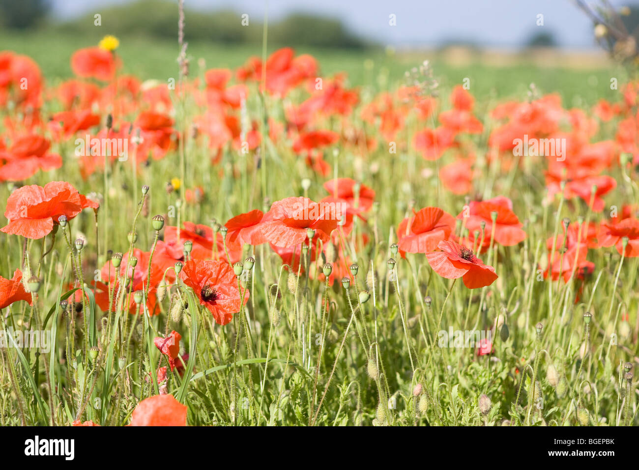 Poppy fields in Norfolk Stock Photo - Alamy