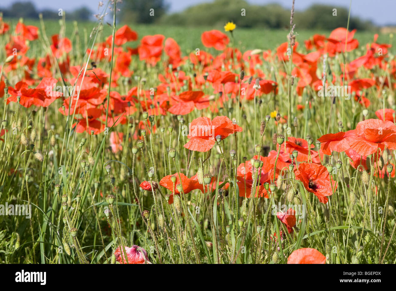 Poppy fields in Norfolk Stock Photo - Alamy