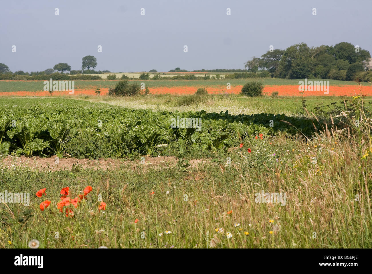 Poppy fields in Norfolk Stock Photo - Alamy