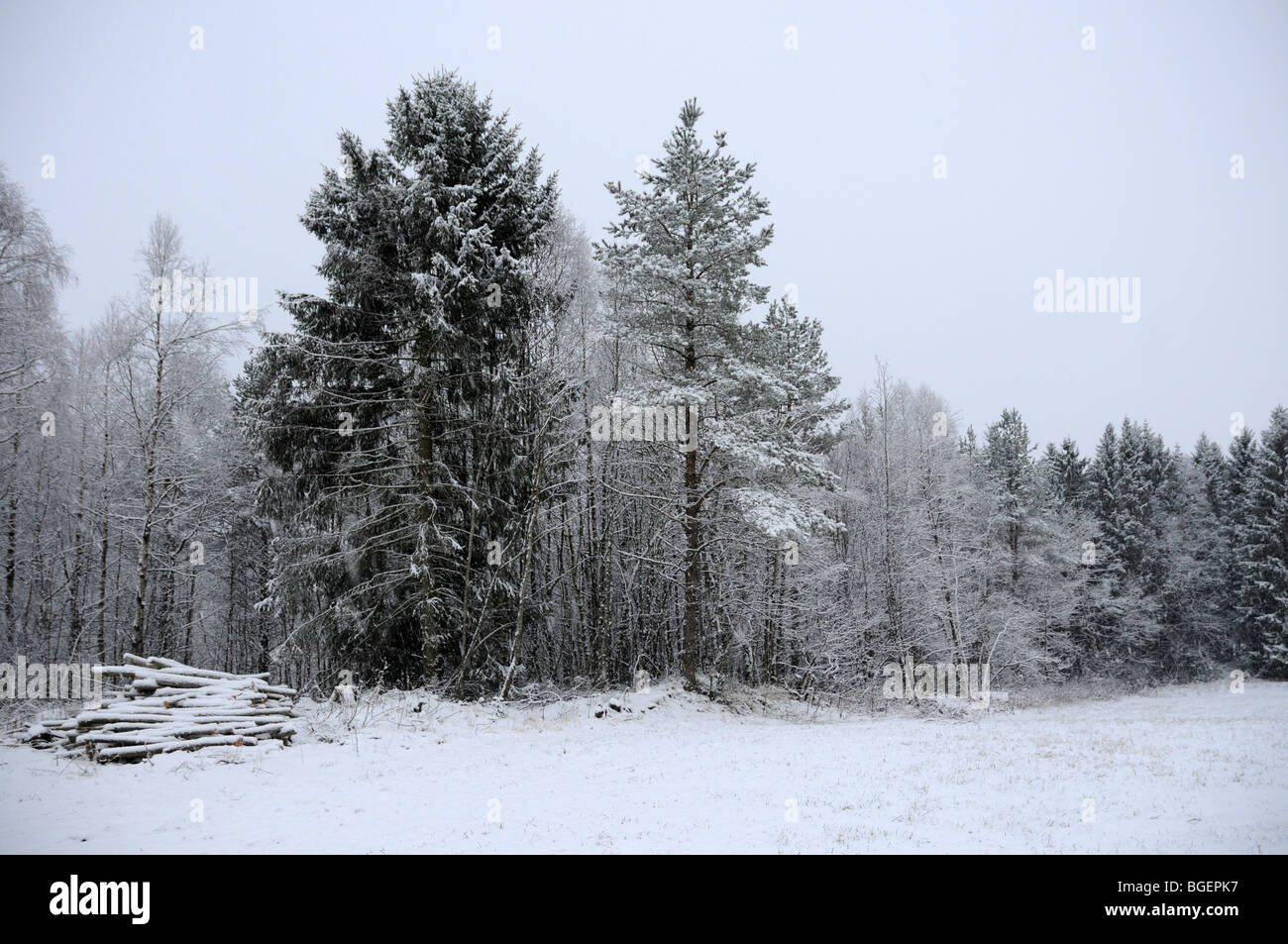 Snow covered spruce and pine trees in Norway Stock Photo - Alamy
