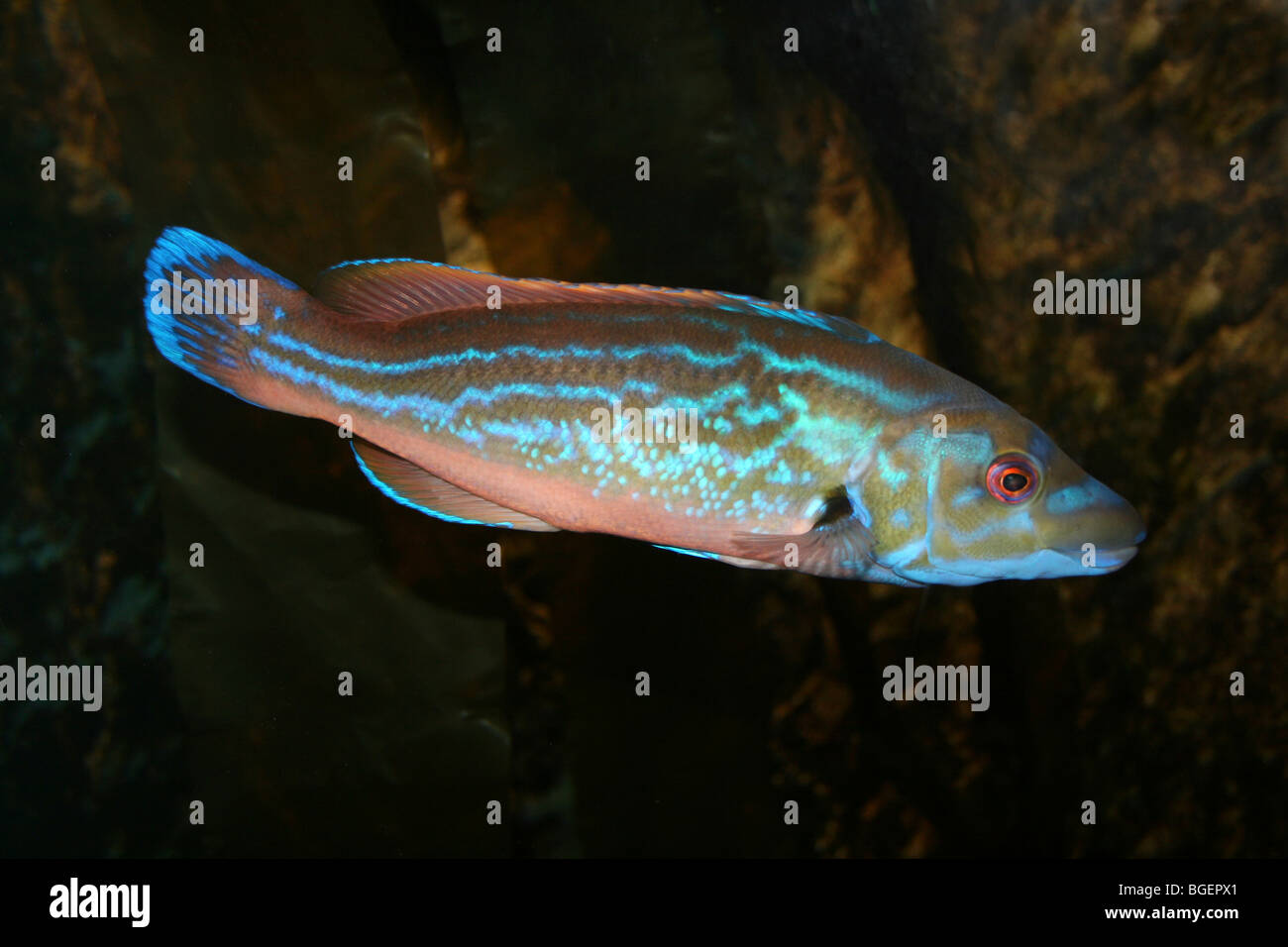 Male Cuckoo Wrasse Labrus mixta Stock Photo - Alamy